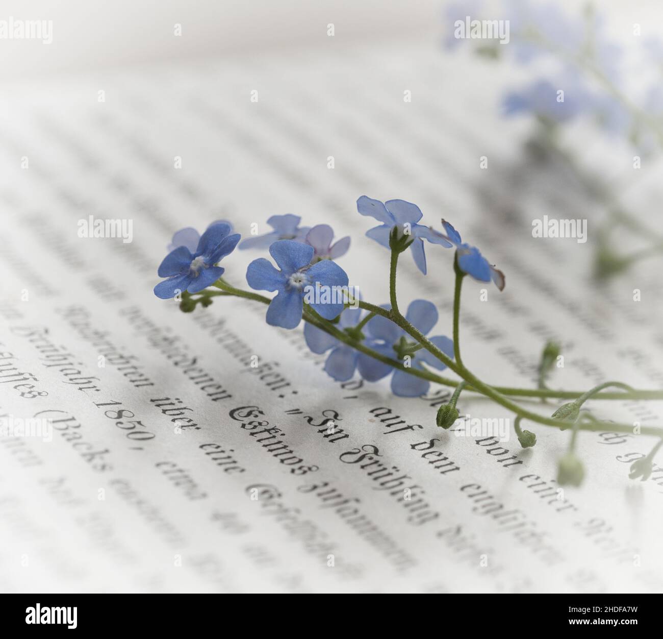 forget-me-not, nostalgia, novel, forget-me-nots, nostalgias, novels ...