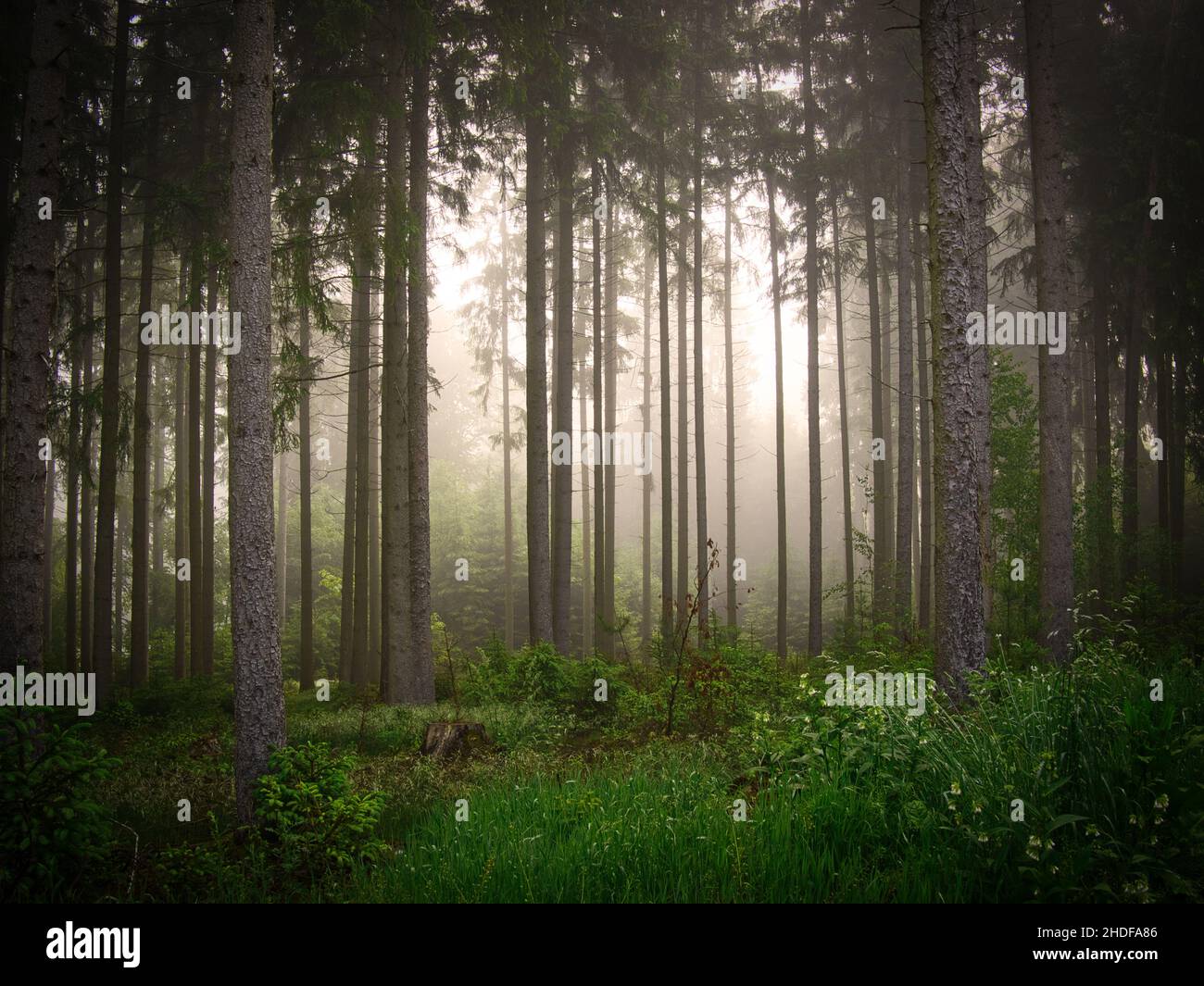 forest, haze, tree trunks, forests, wood, woodland, woods, dunsts, tree ...