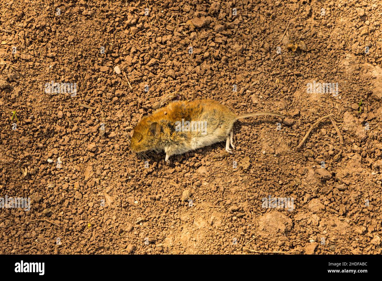 Dead vole hi-res stock photography and images - Alamy