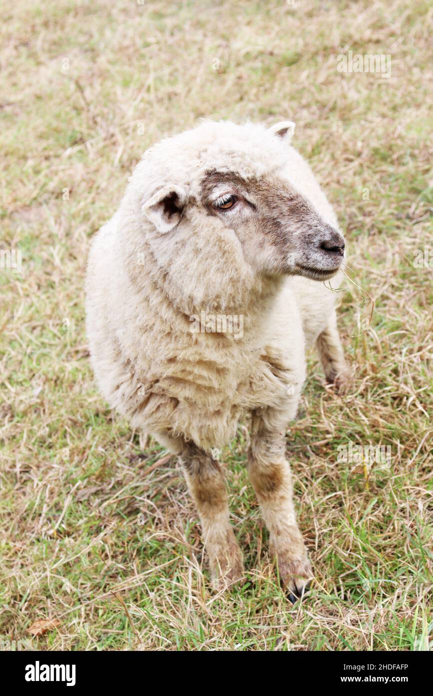 domestic sheep, domestic sheeps Stock Photo - Alamy
