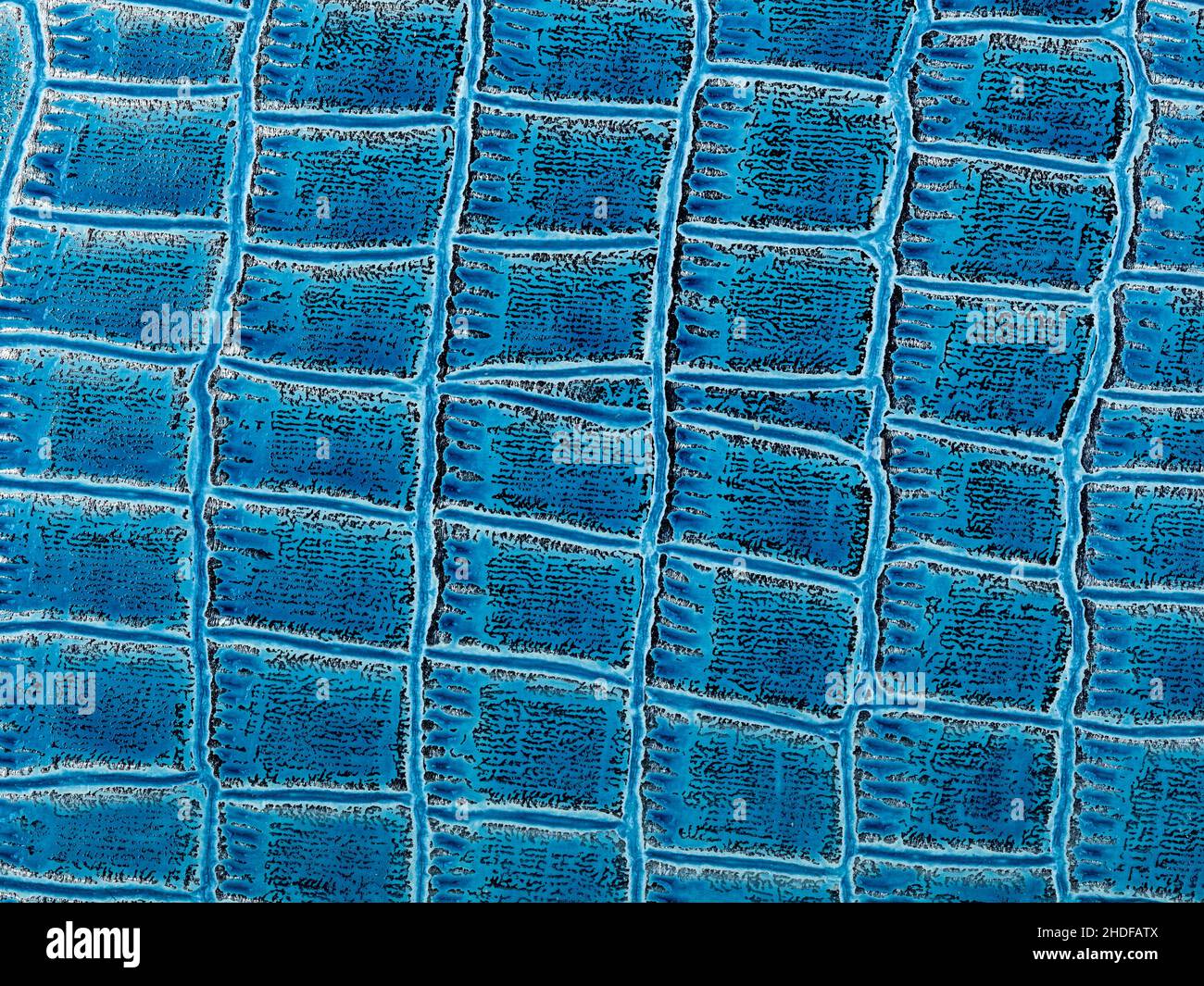 Snakeskin patterns hi-res stock photography and images - Alamy