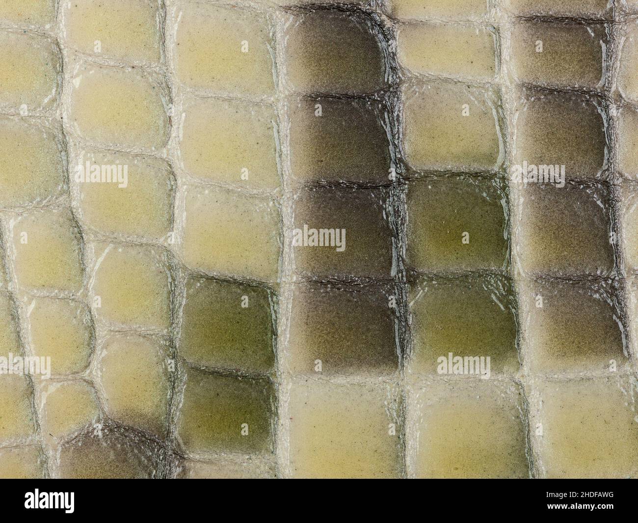 surface, snake skin, snakeskin, surfaces, snake skins, snakeskins Stock ...