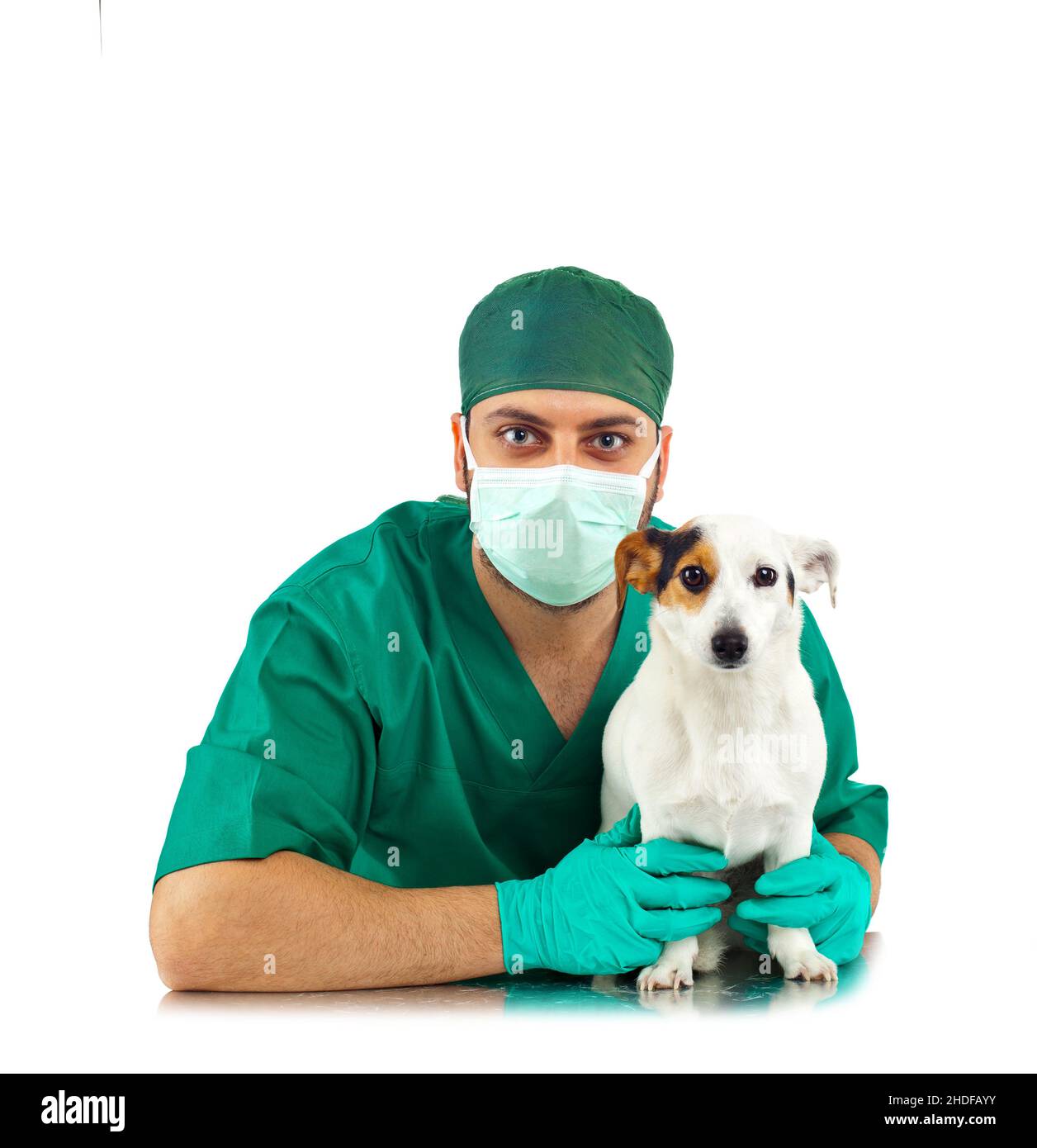 portrait, jack russell terrier, veterinary medicine, veterinarian ...