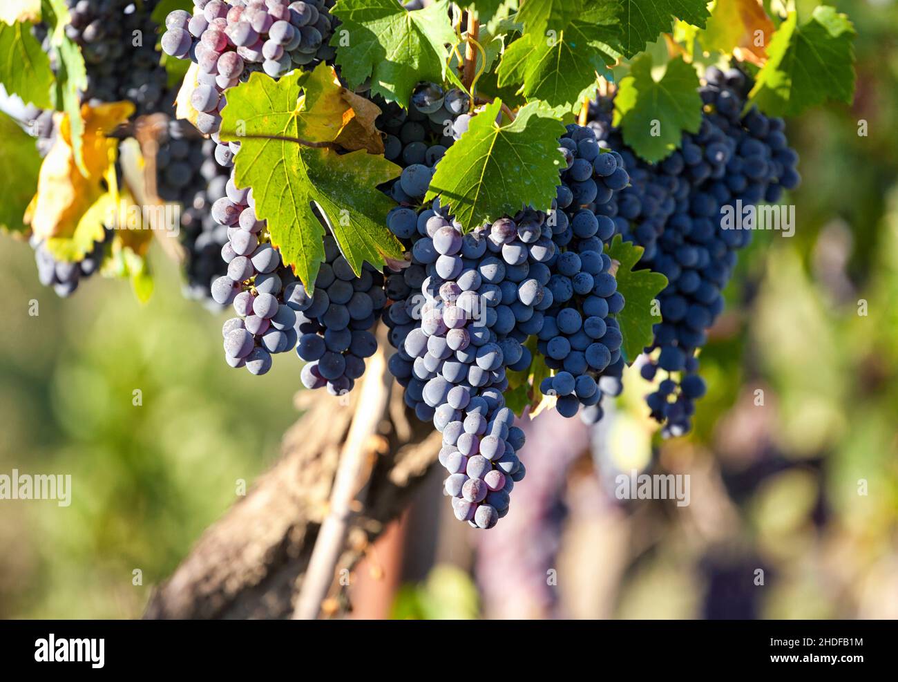 grapes, red grapes, grape, red grape Stock Photo - Alamy