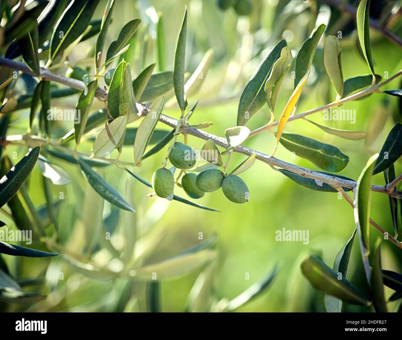 twig, olives, olive tree, twigs, olive, olive trees Stock Photo - Alamy