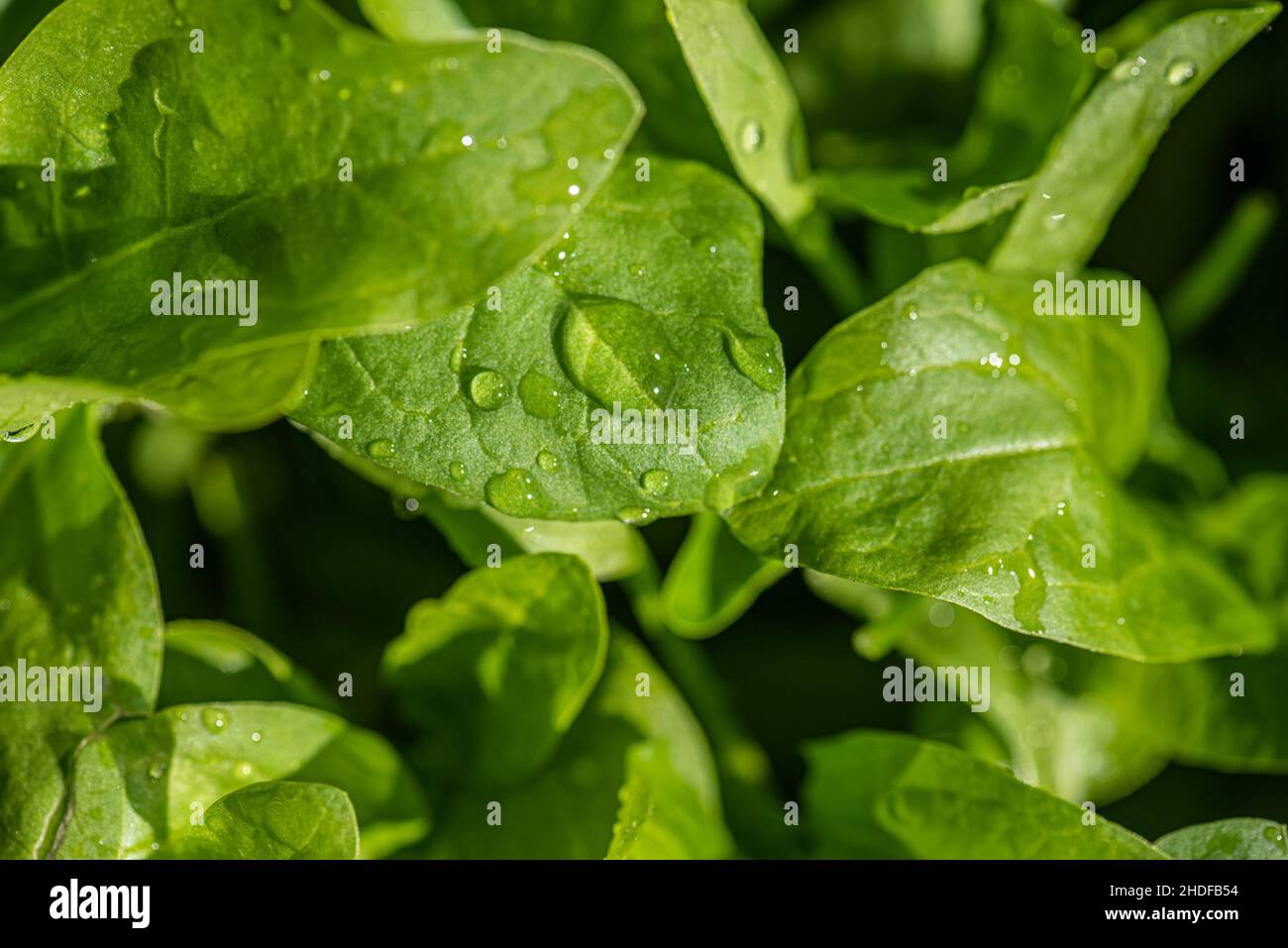 water drops on fresh and green sallad Stock Photo - Alamy