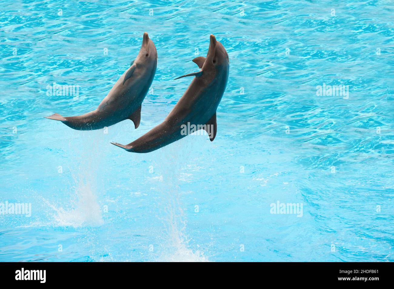 Water two dolphins hi-res stock photography and images - Alamy