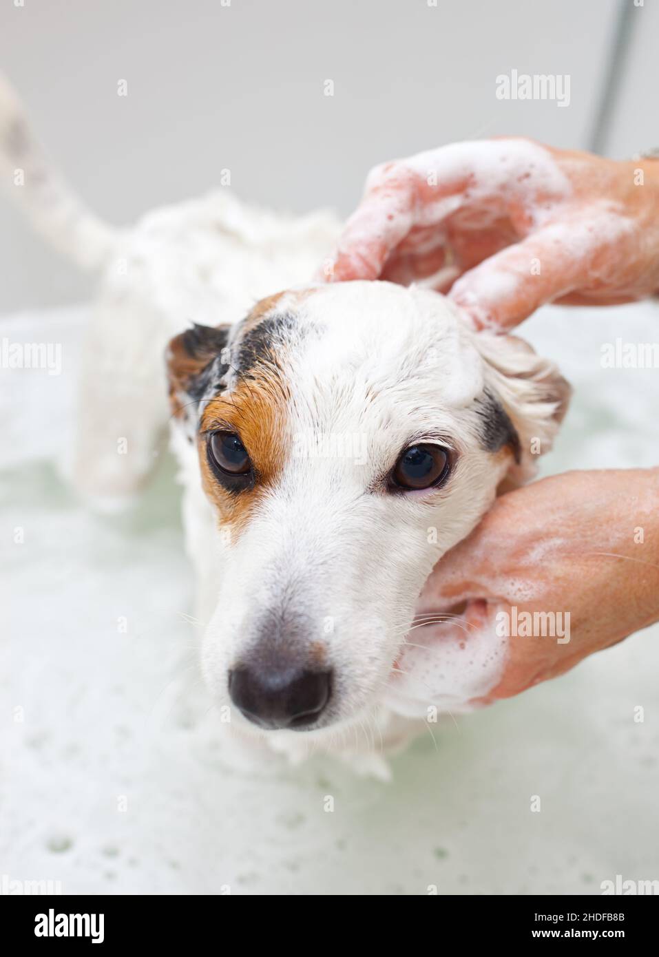 dog, bathing, jack russell terrier, lather, dogs, to bath, jack russell ...