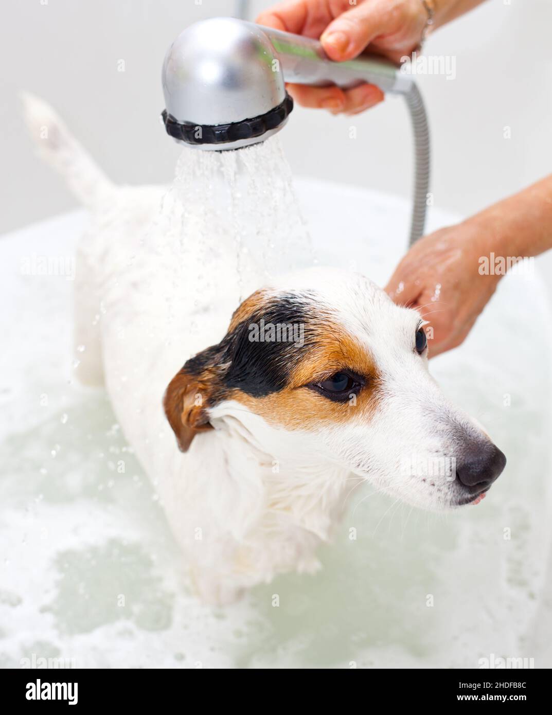 dog, bathing, shower, dogs, to bath, showers Stock Photo - Alamy