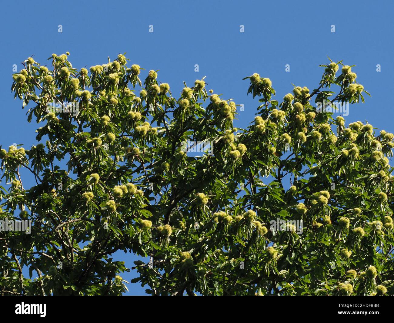 Chestnut cases hi-res stock photography and images - Alamy