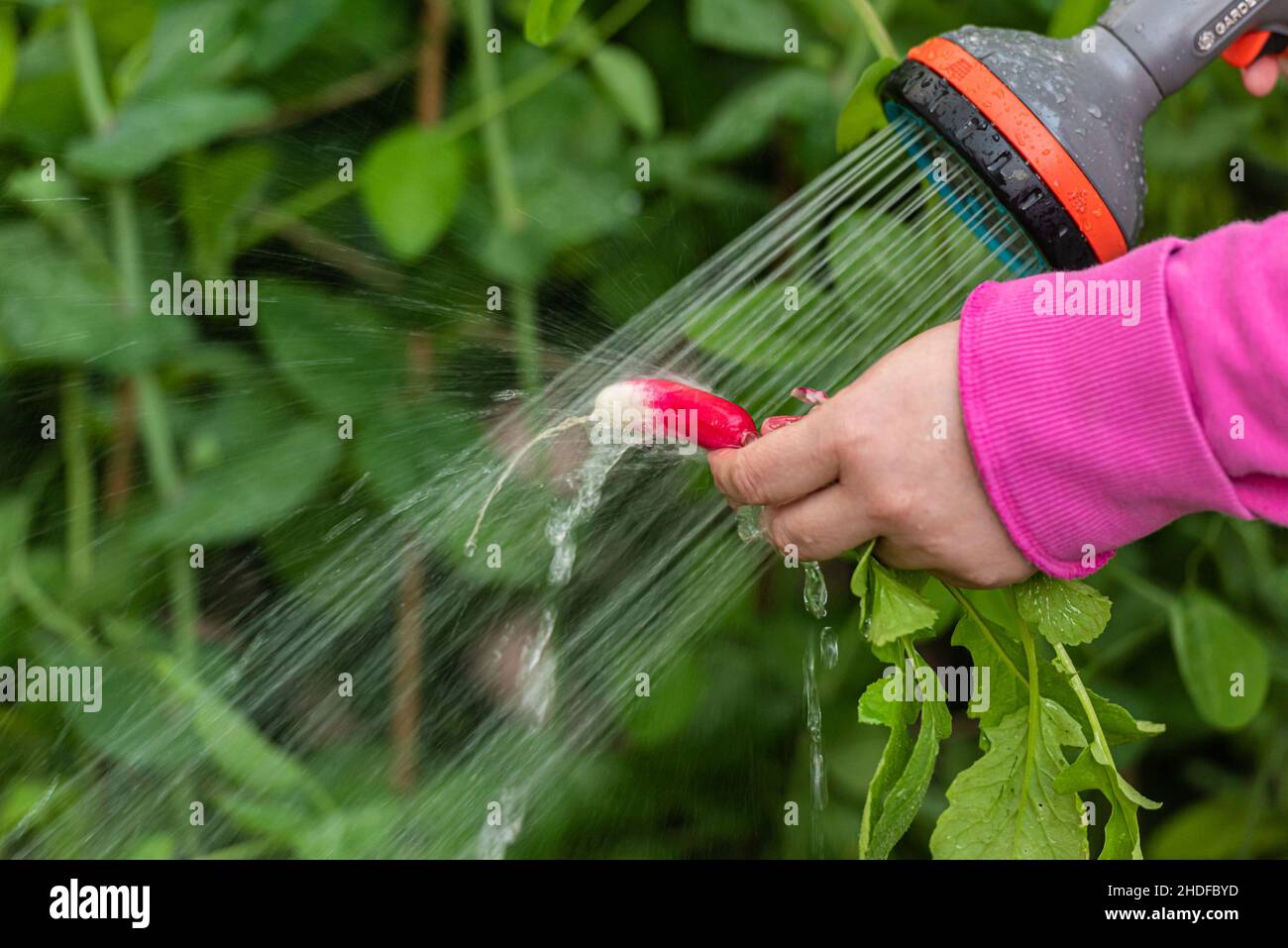 Rinsing off vegetables hi-res stock photography and images - Alamy