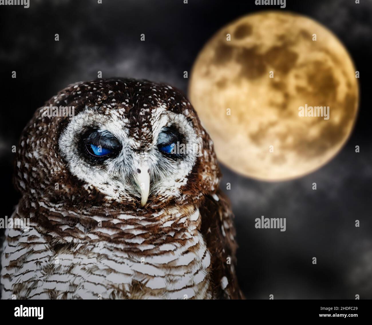 full moon, brown owl, full moons Stock Photo - Alamy