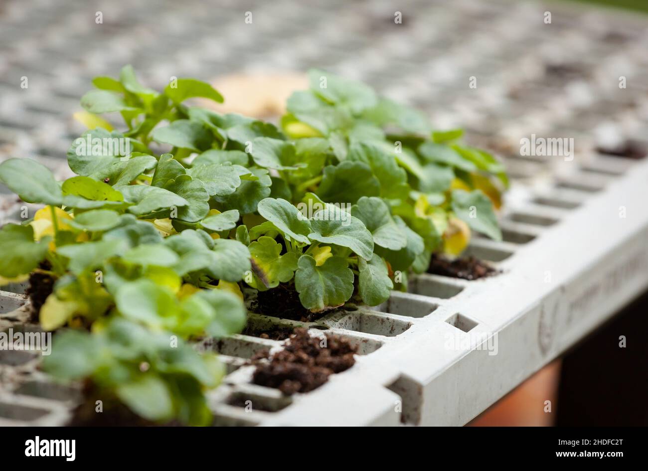 plant, seedling, garden center, cultivation, plants, sapling, seedlings ...