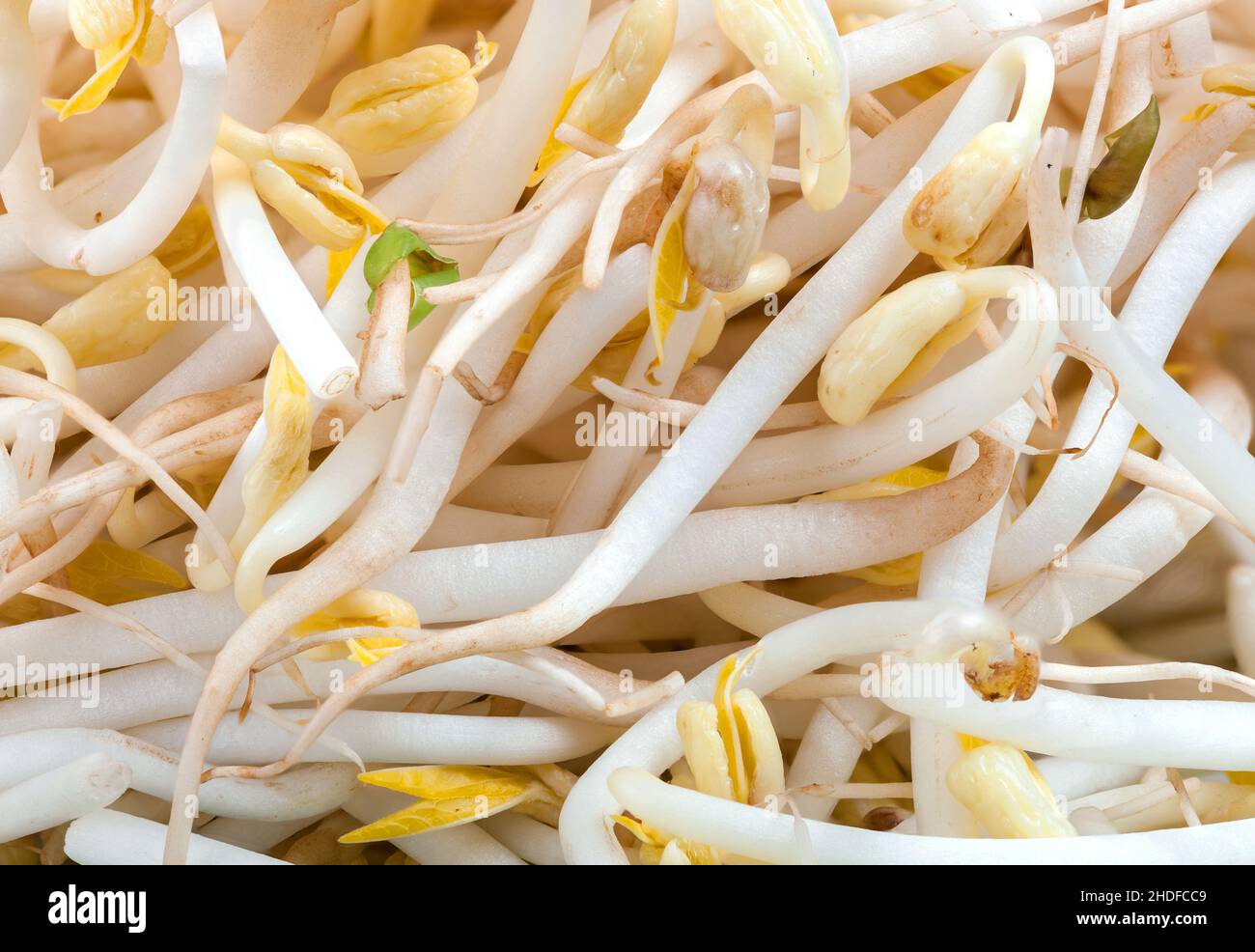 sprouts, soybean sprouts, sprout Stock Photo - Alamy