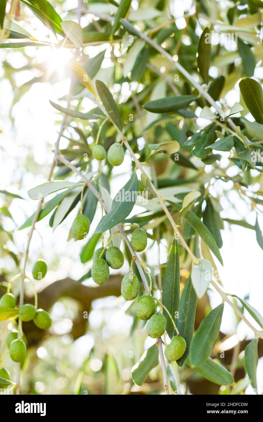 unripe, olive tree, green olives, unripes, olive trees, green olive ...