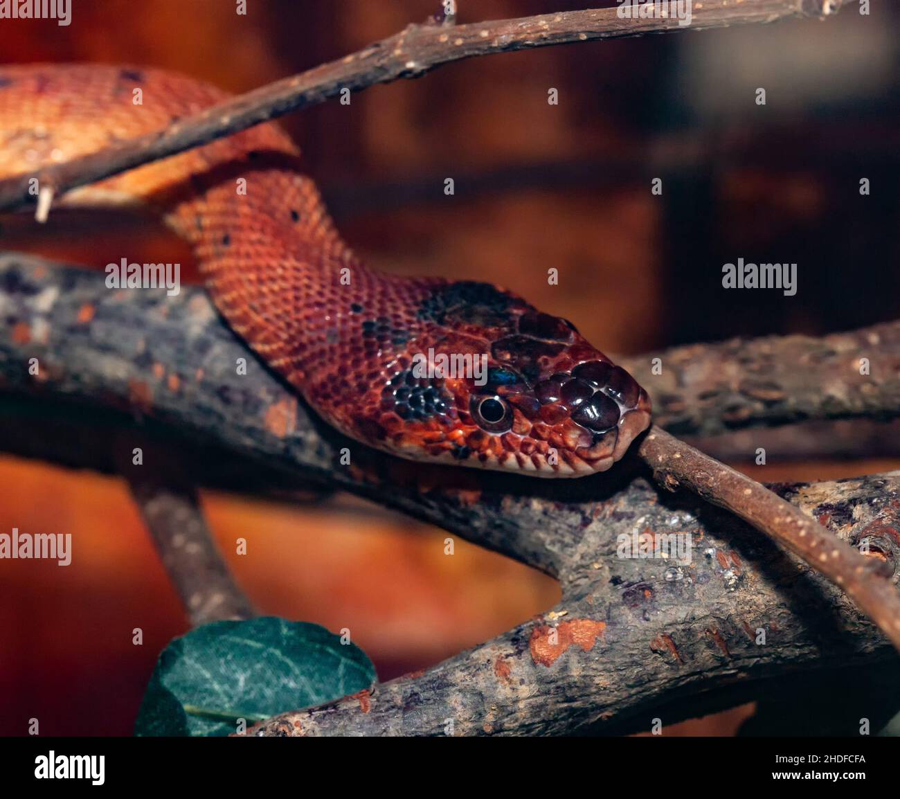 1 snake hi-res stock photography and images - Alamy