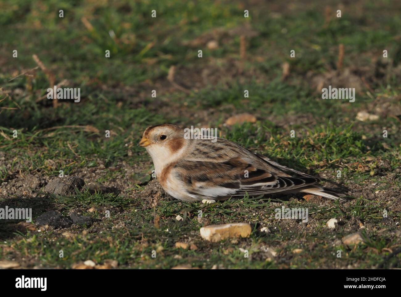 Winter male snow bunting hi-res stock photography and images - Alamy