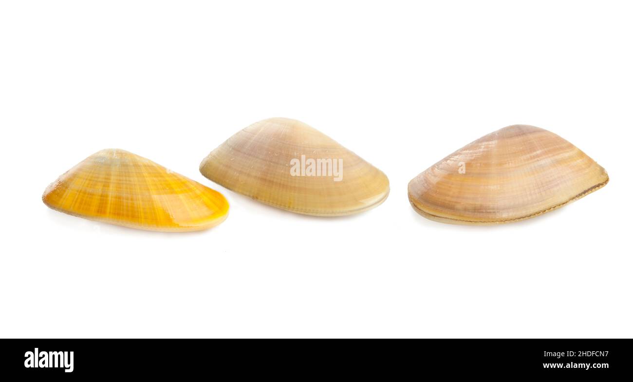 Banded wedge hi-res stock photography and images - Alamy