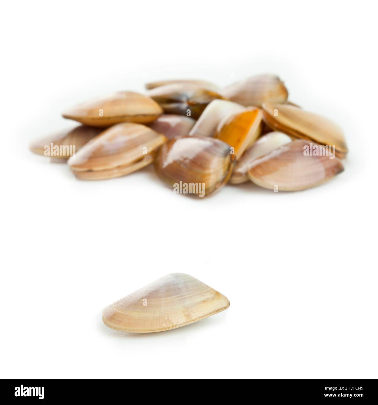 banded wedge shell Stock Photo - Alamy