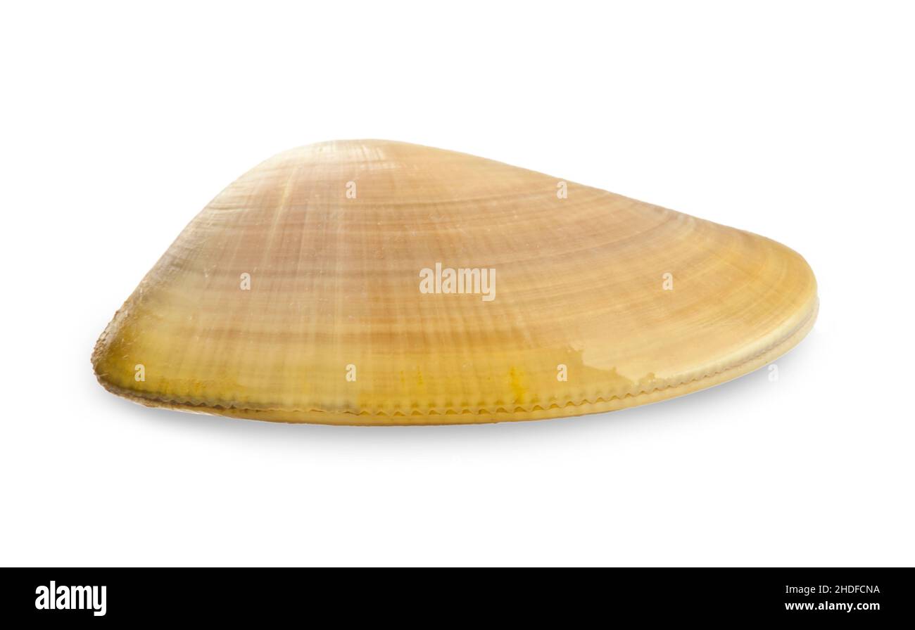 banded wedge shell Stock Photo - Alamy
