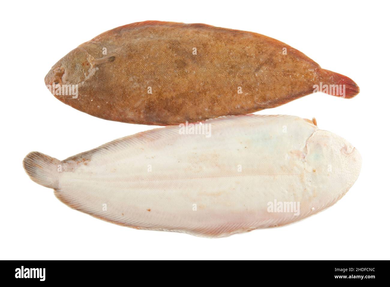 Fillet Flounder Fillets at Phoebe Reddall blog