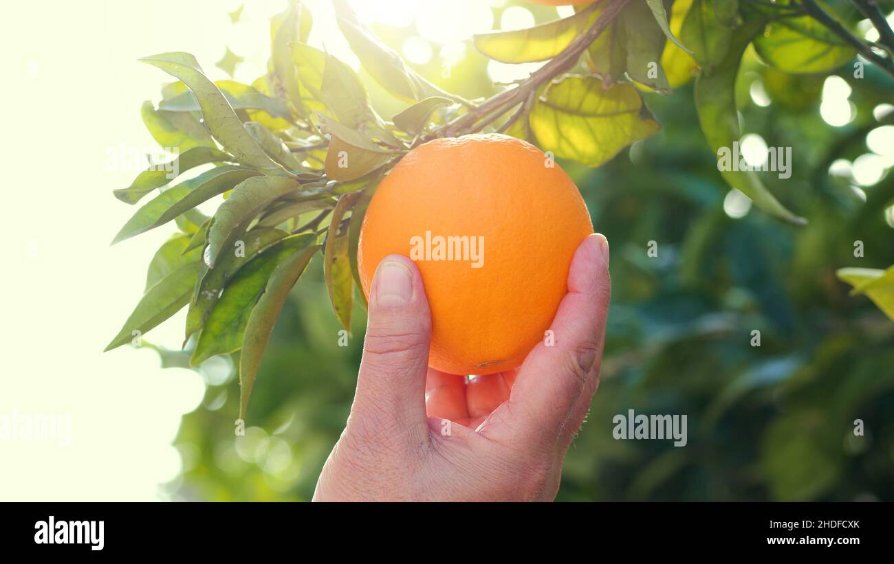 sunlight, mediterran, orange harvest, sun ray, sun rays, sunbeam ...
