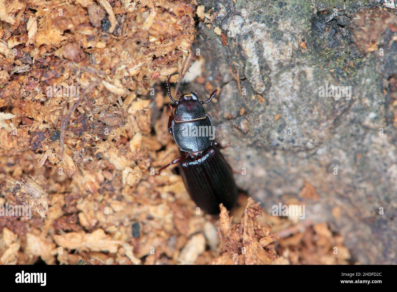 The cadelle beetle Tenebroides mauritanicus beetle from the family ...