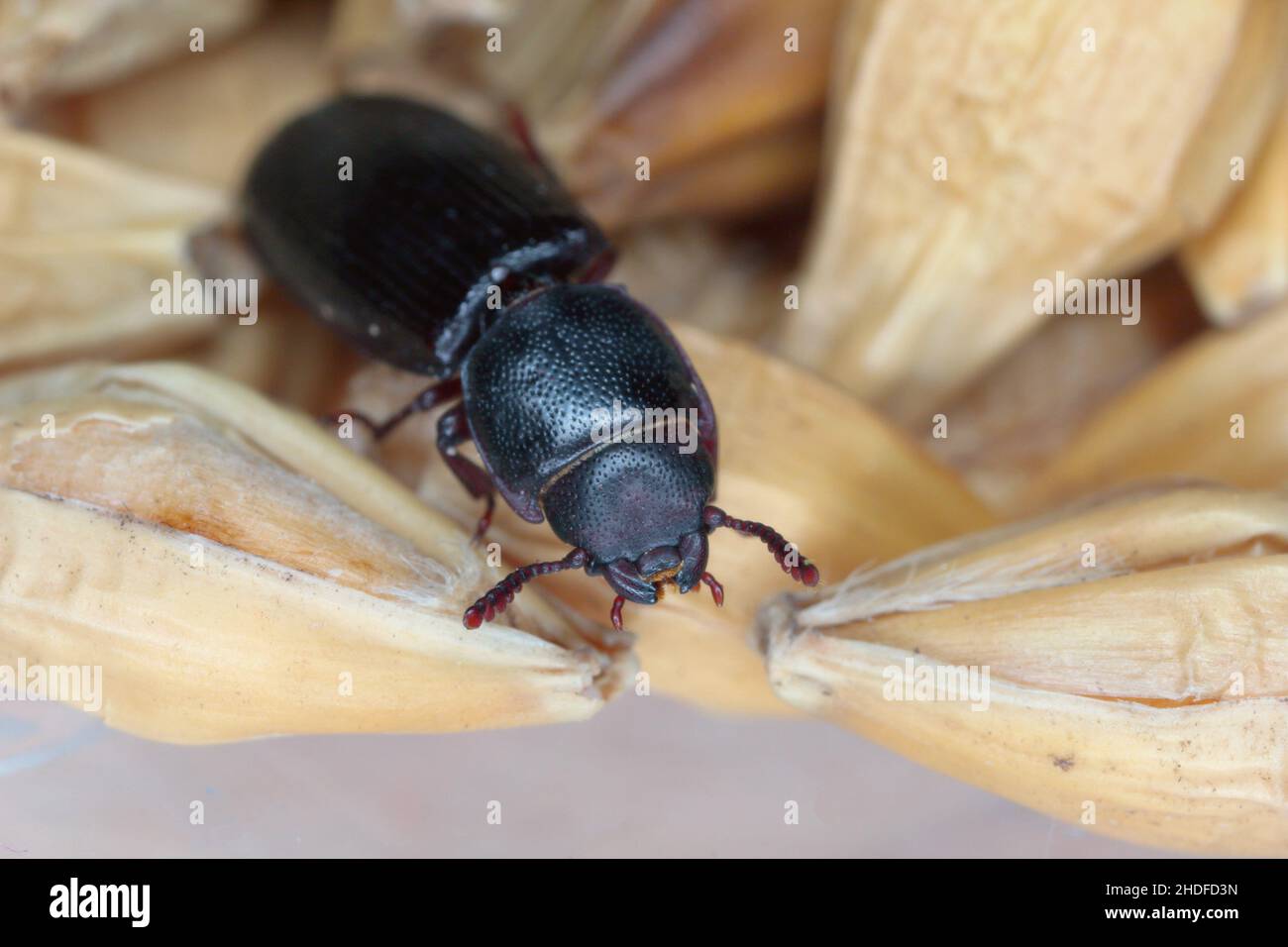 The cadelle beetle Tenebroides mauritanicus beetle from the family ...