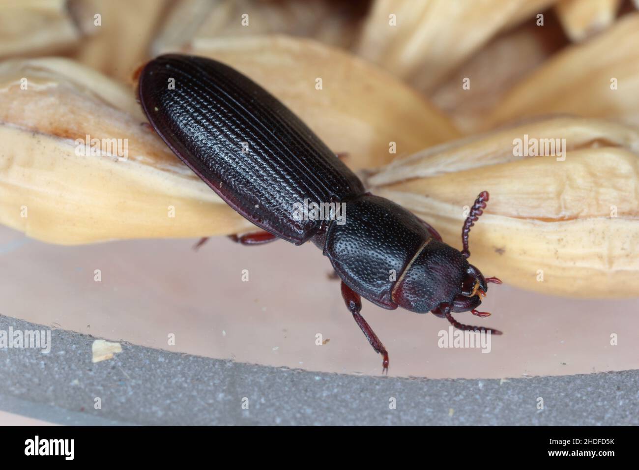 The cadelle beetle Tenebroides mauritanicus beetle from the family ...