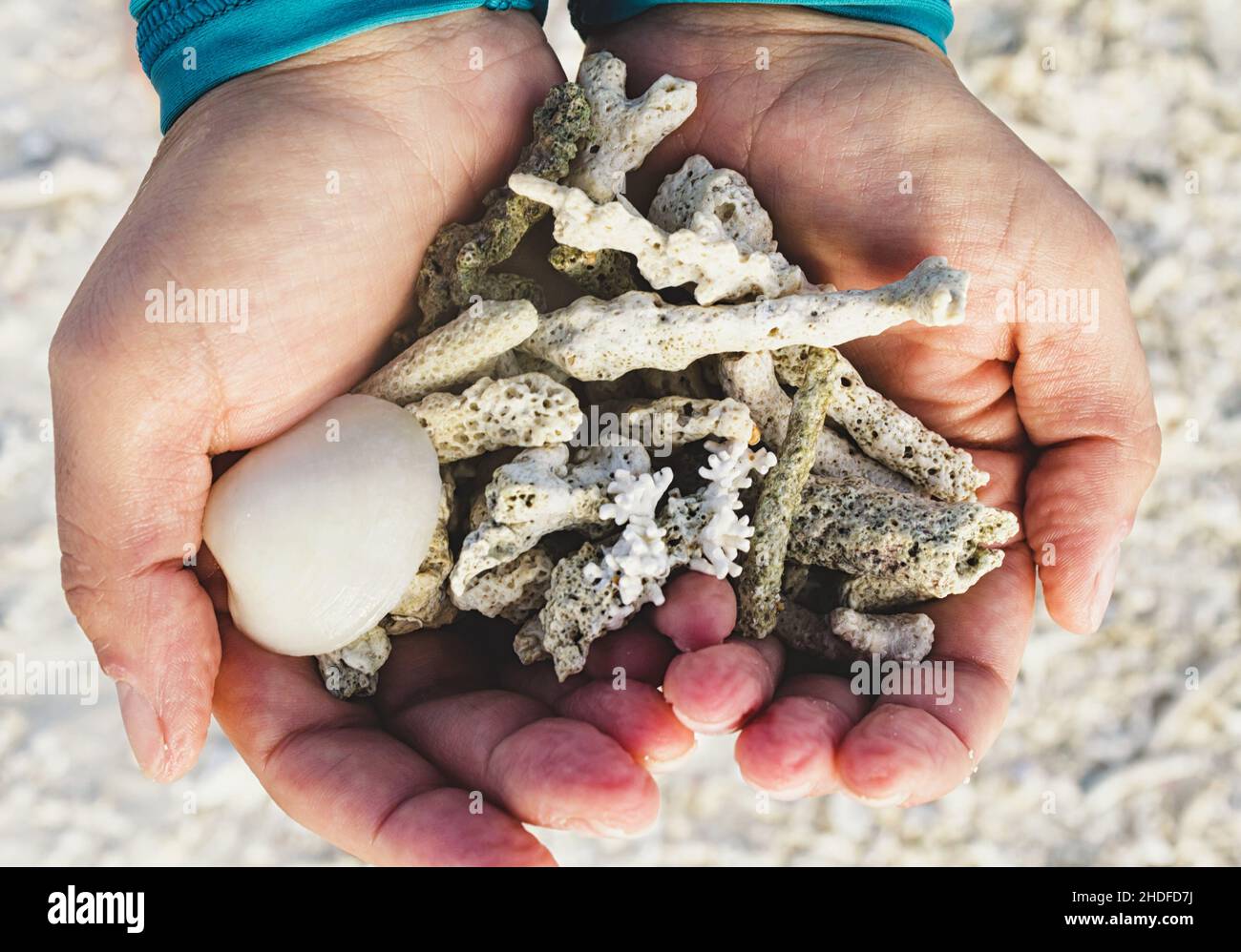 Collecting mussels hi-res stock photography and images - Alamy