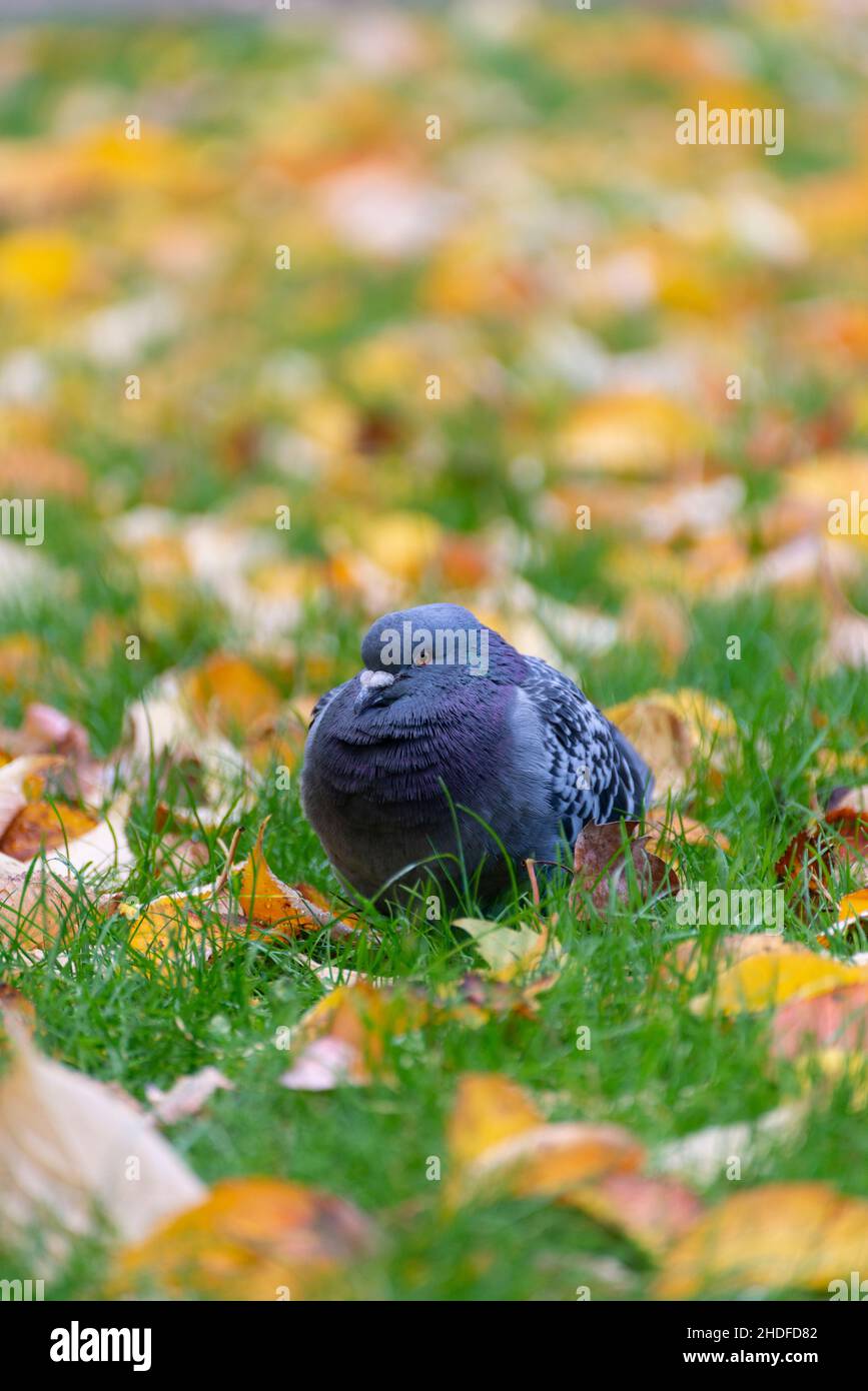 Pigeon in St James Park in Autumn, London Stock Photo - Alamy