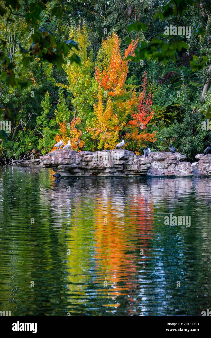 Autumnal leaves reflecting in the lake at St James Park, London Stock ...
