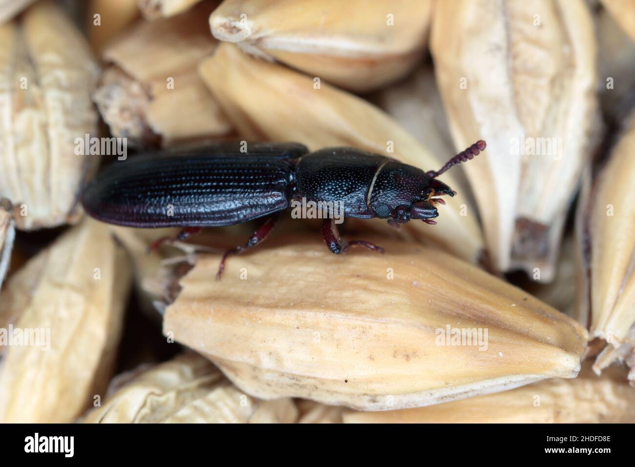 The cadelle beetle Tenebroides mauritanicus beetle from the family ...