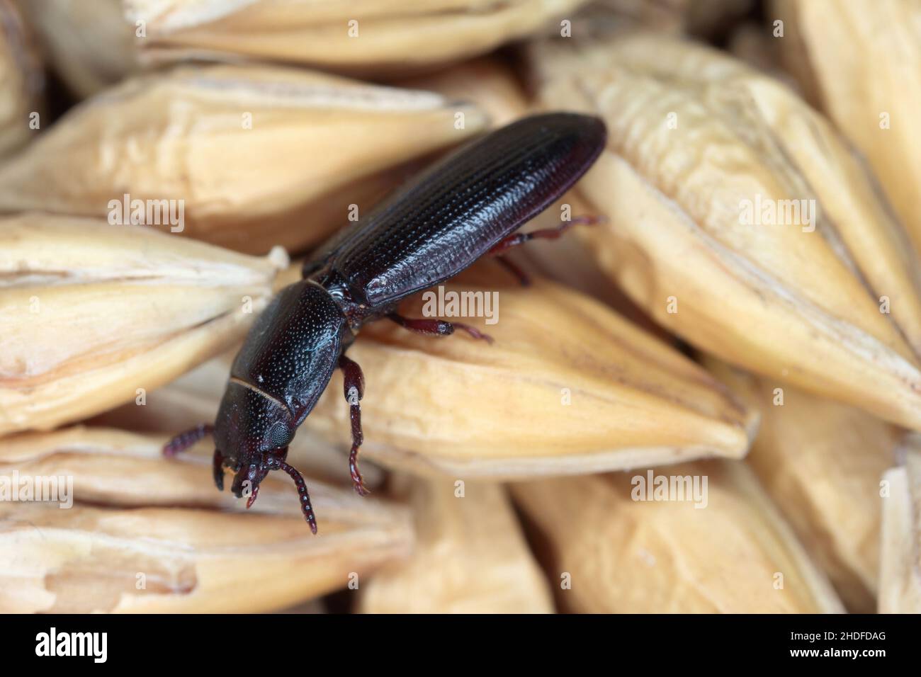 The cadelle beetle Tenebroides mauritanicus beetle from the family ...