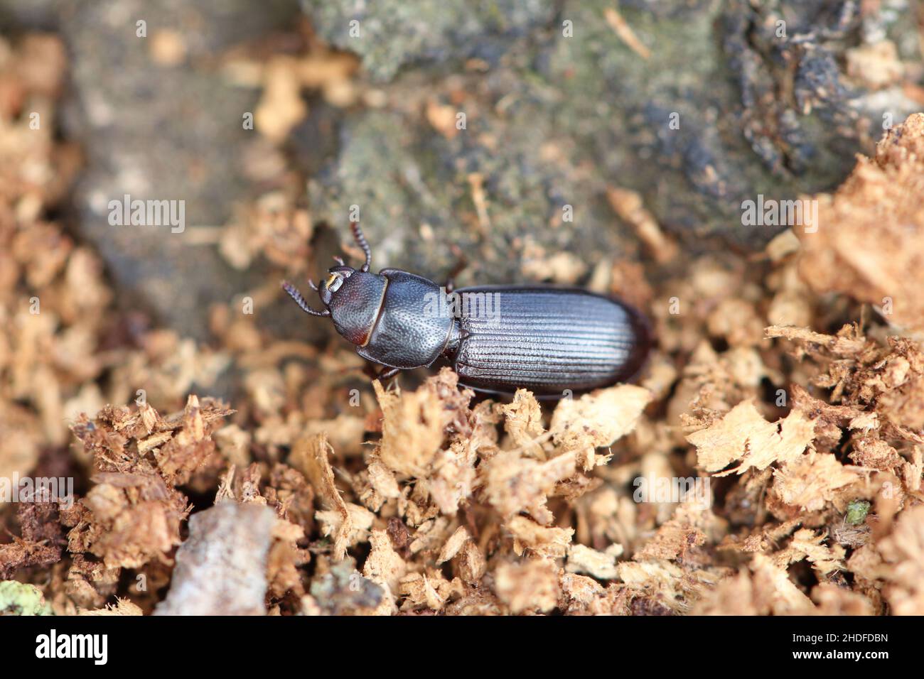 The cadelle beetle Tenebroides mauritanicus beetle from the family ...