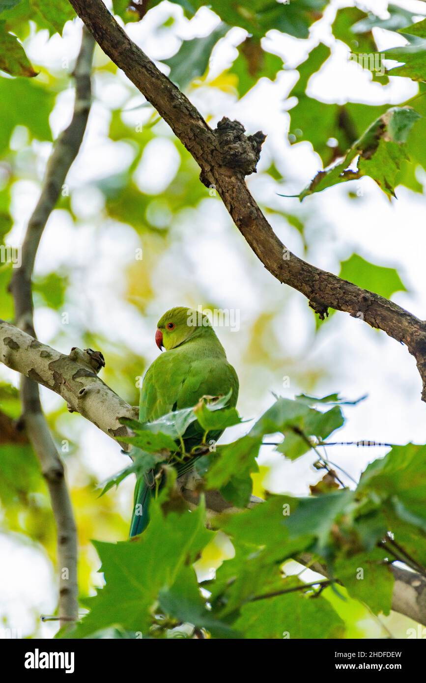 Parakeets, St James Park Stock Photo - Alamy