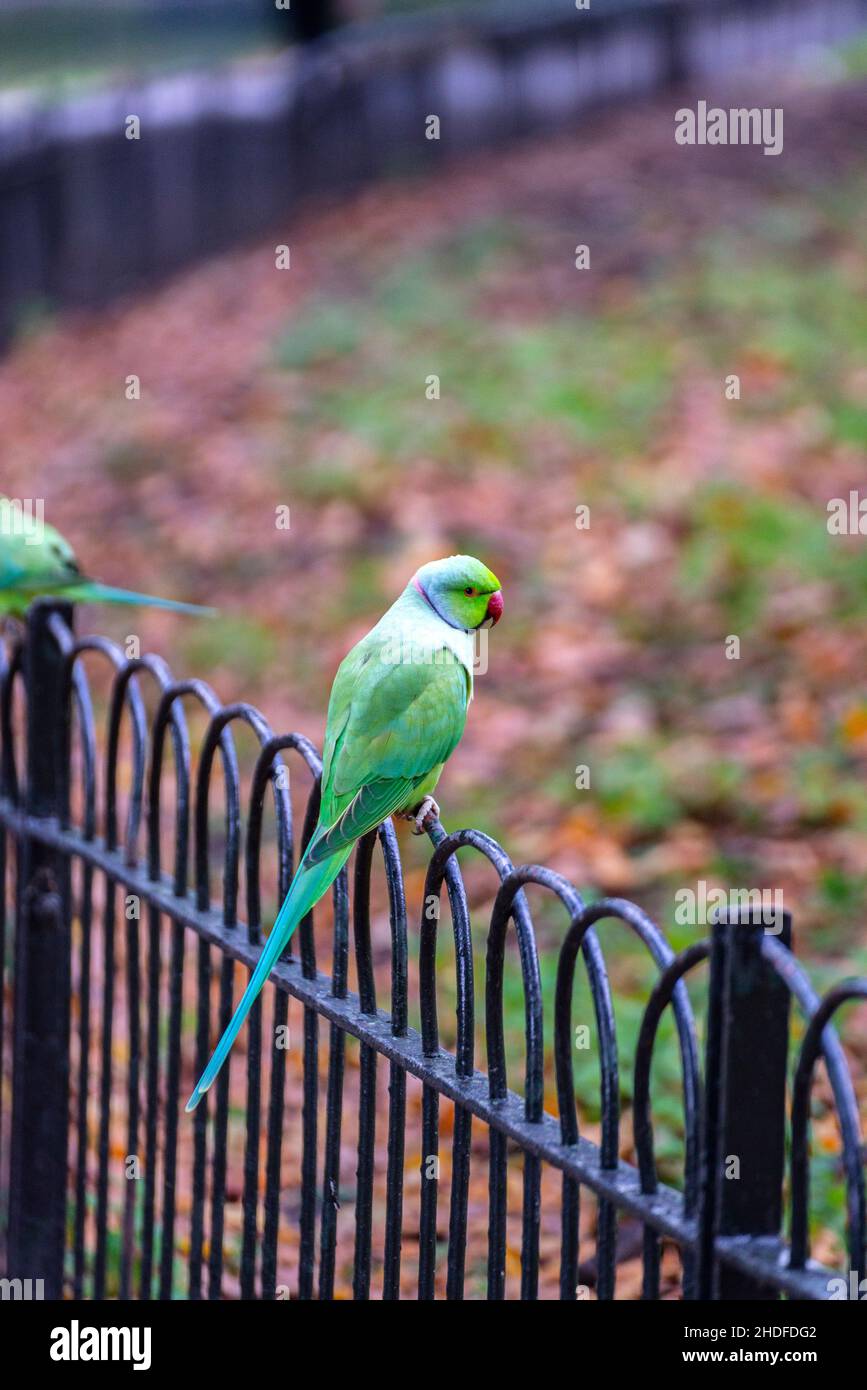 British parakeets hi-res stock photography and images - Alamy