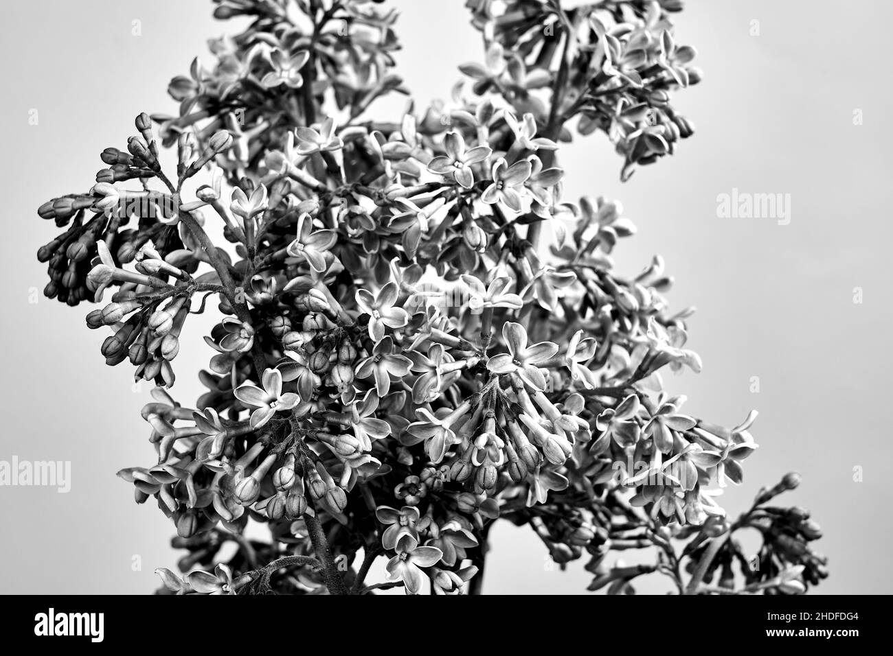Small blooming garden Black and White Stock Photos & Images - Alamy