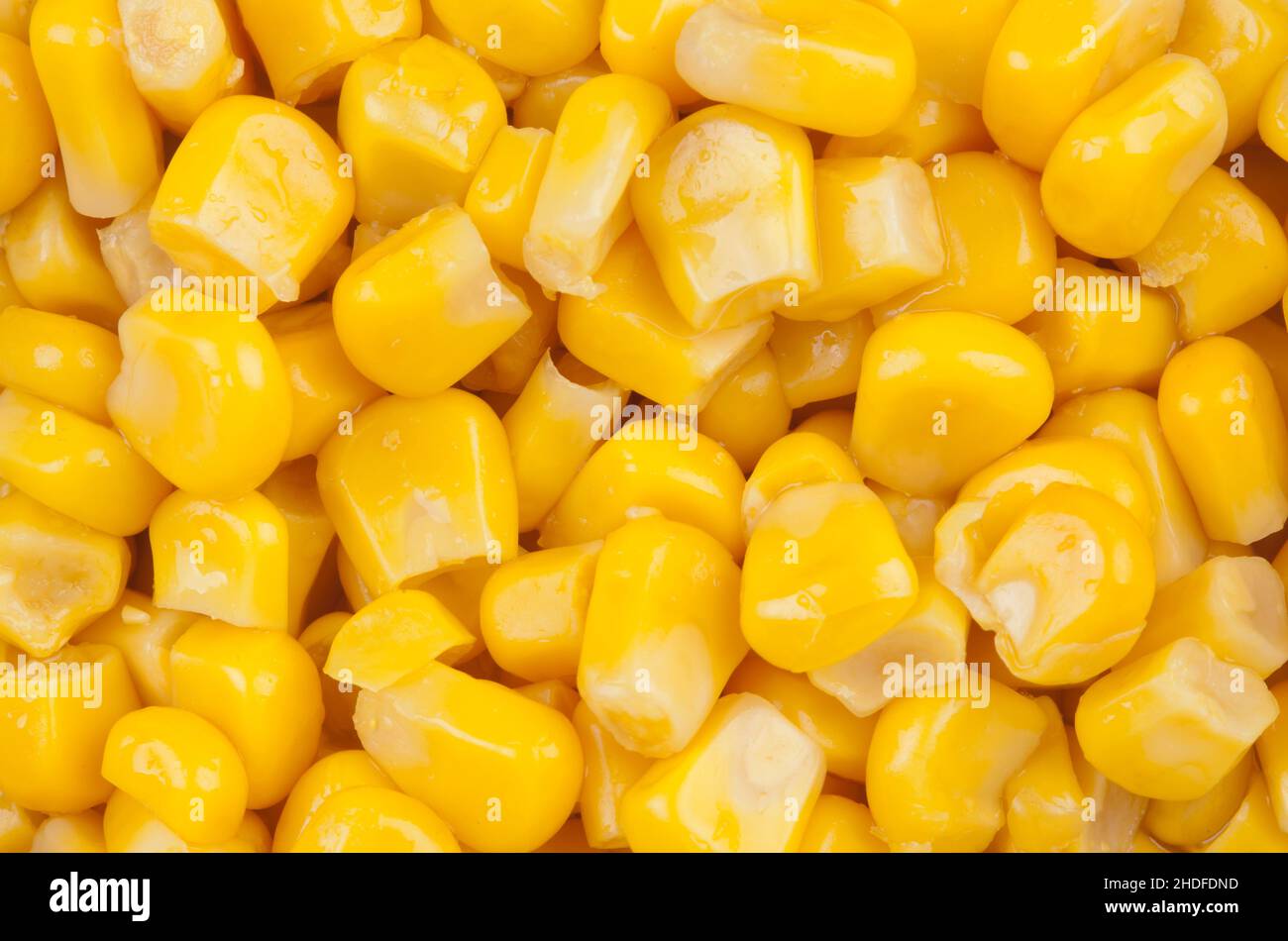 maize, maize grain, corn, corn crops, maize grains, corns Stock Photo ...