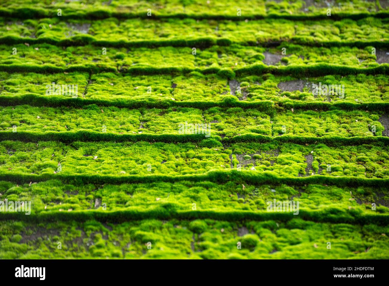 Moss covered roof tiles at Tower of London Stock Photo - Alamy