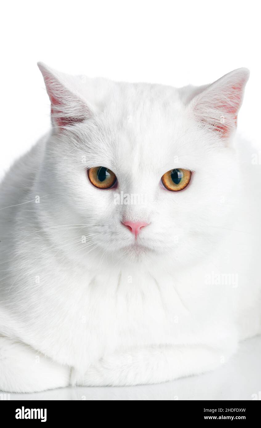 Cat portraits studio shots hi-res stock photography and images - Alamy