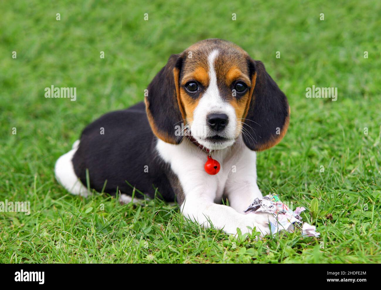 puppy, beagle, puppies Stock Photo - Alamy