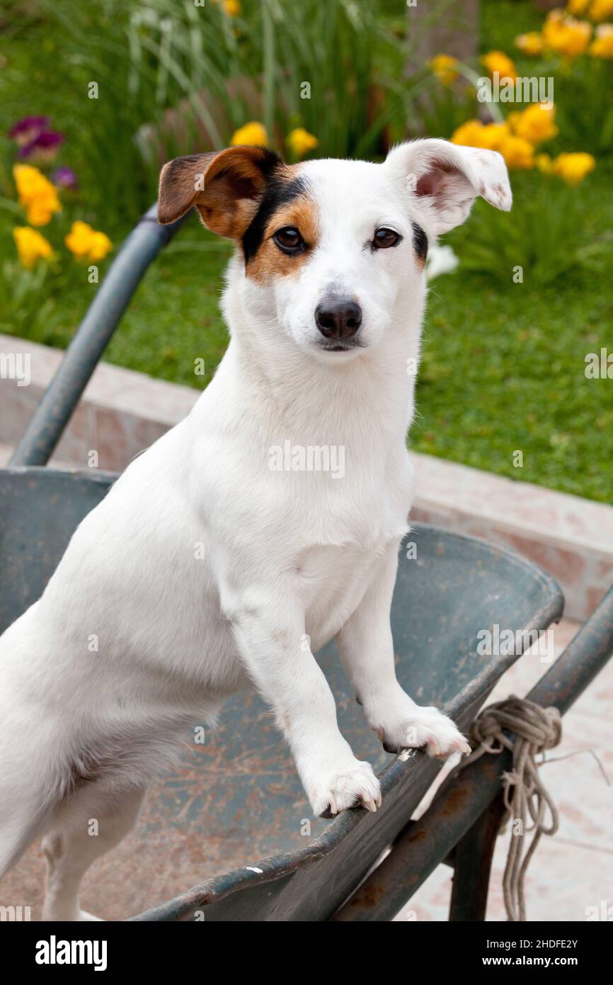 Russell animals hi-res stock photography and images - Alamy