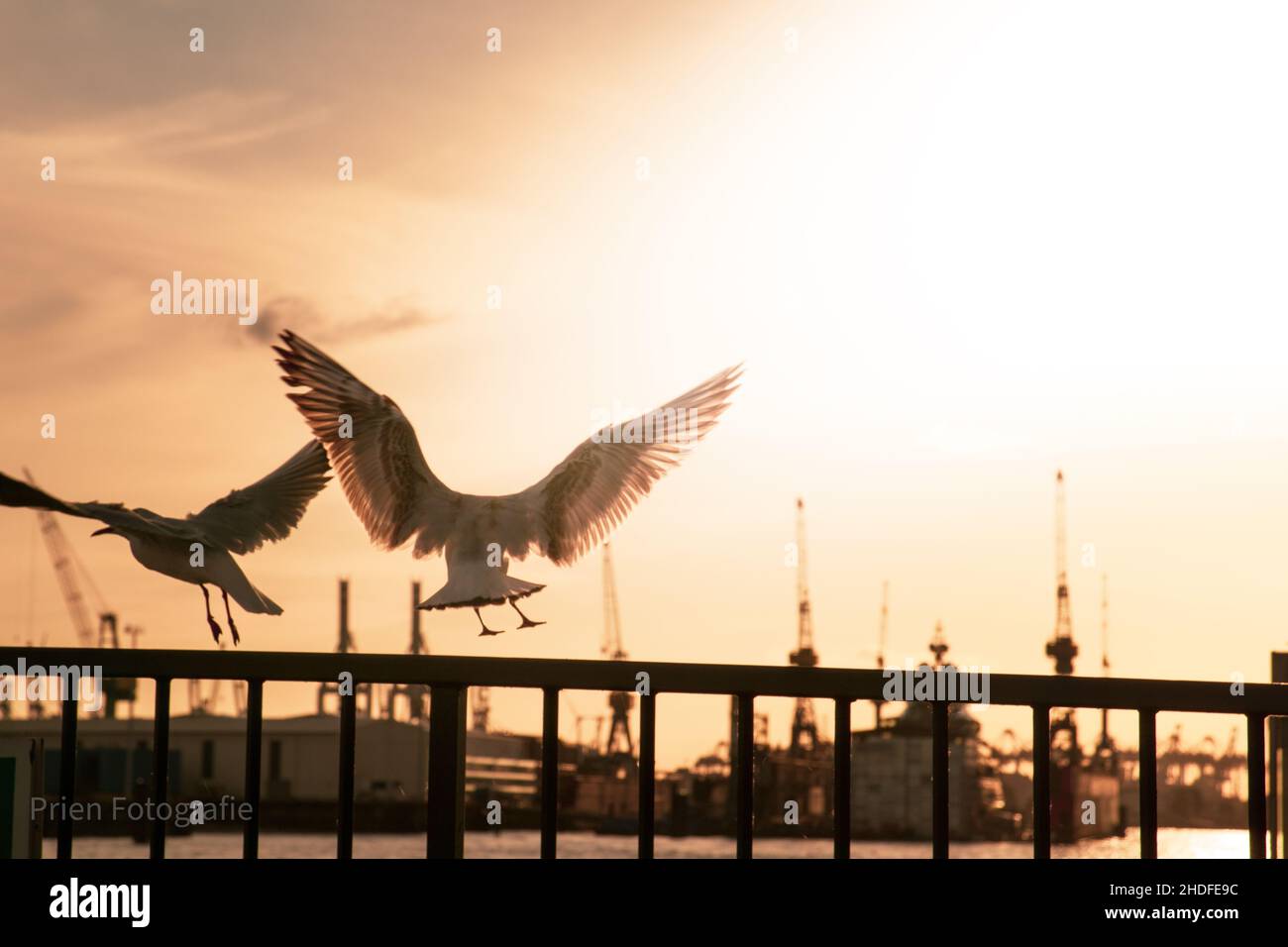 Back view of birds flying at sunset Stock Photo - Alamy