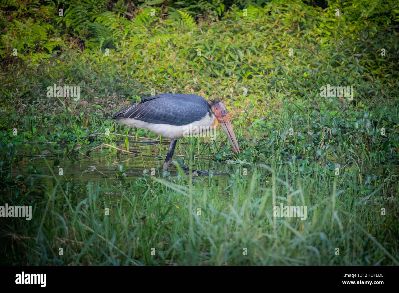 Lesser Adjutant Stork, Nepal Stock Photo - Alamy