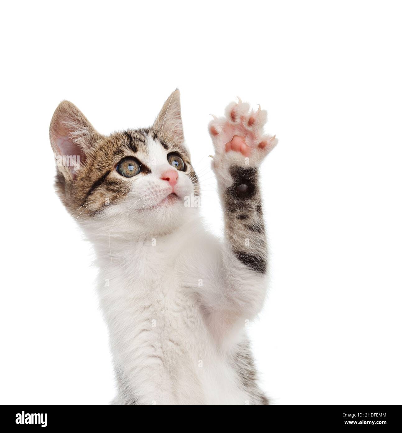 young animal, cat, claws, young animals, cats, claw Stock Photo - Alamy