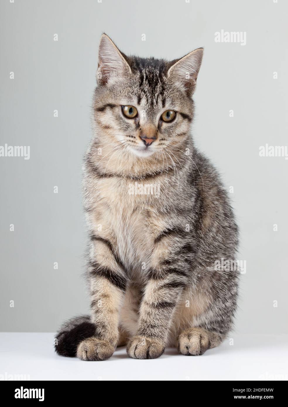 Cat portraits studio shots hi-res stock photography and images - Alamy
