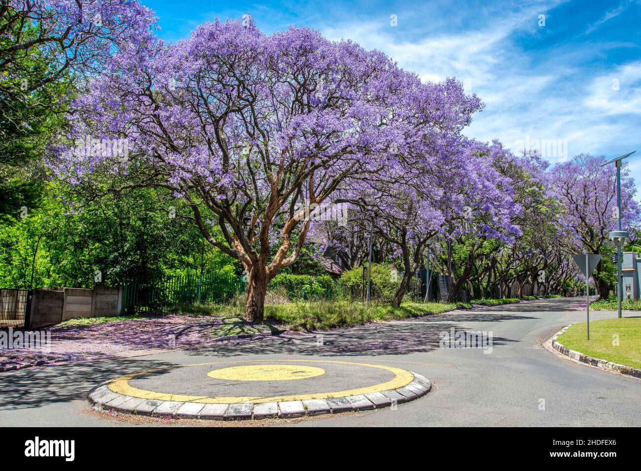 Beautiful view of Jacaranda trees in full bloom Stock Photo - Alamy