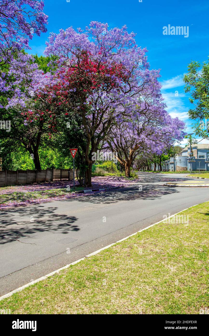 Vertical shot of Jacaranda trees in full bloom in a park Stock Photo ...