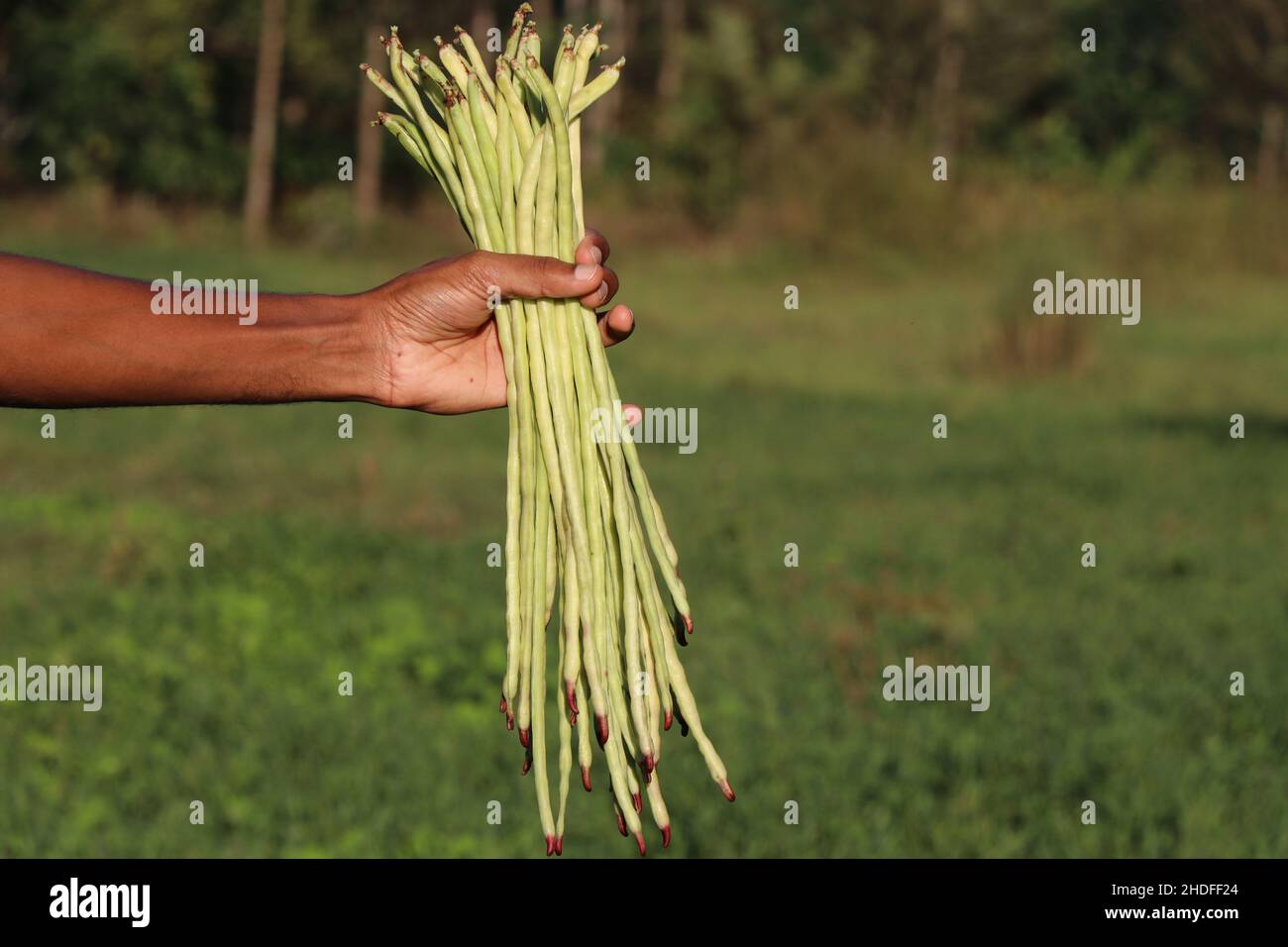 Bundle of Yard long bean also known as snake beans held in hand on a ...